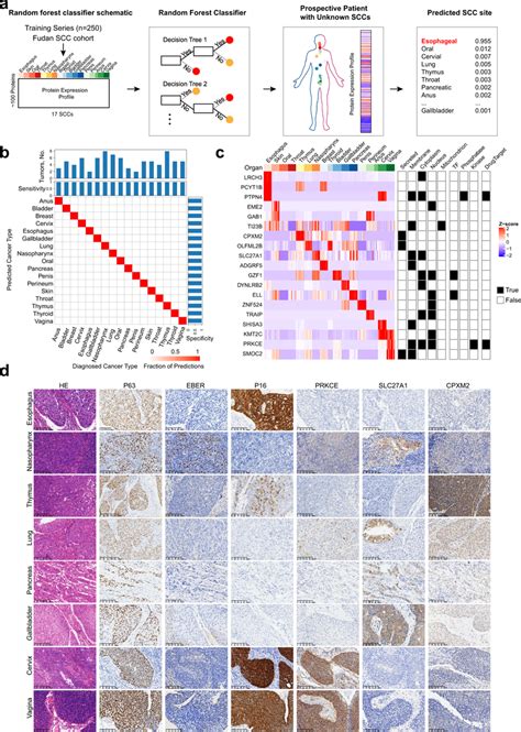 performance of tumor type classifier and validation for diagnostic