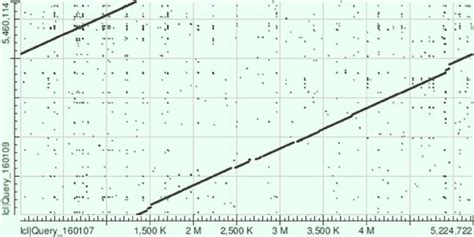 Dot Plot Obtained Following Aligning Of The Sequences Of The