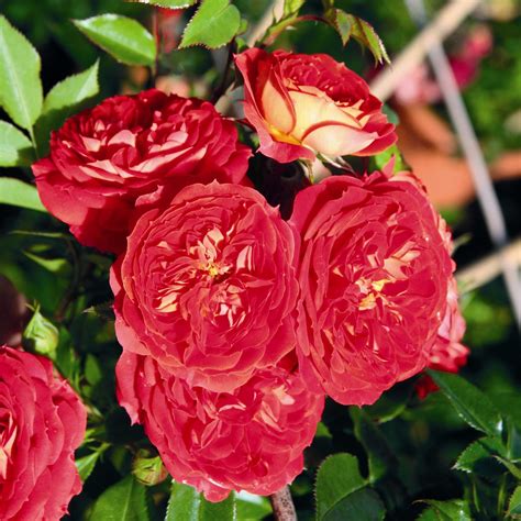 Vīteņrozes Archives Page 3 Of 3 Natalijas Rozes