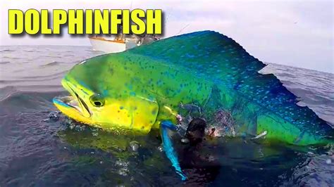 Mahi Mahi Habitat Map At Maggie Marler Blog