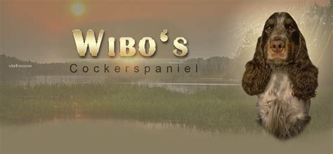 Wibos Cocker Spaniel