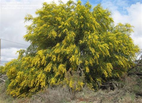 Plantfiles Pictures Acacia Species Creeping Wattle Golden Wreath