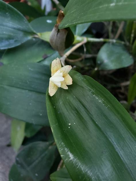 Dendrobium Plicatile Lindl World Flora Pl Ntnet Identify