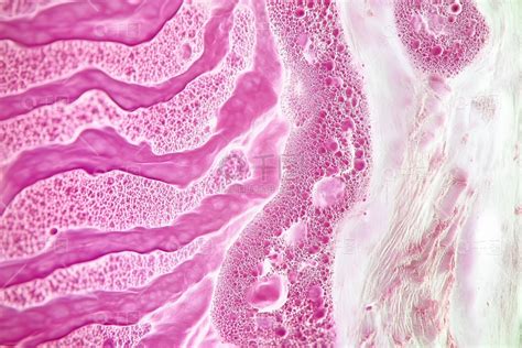 教育素材ai数字艺术 肝科学显微镜下生物组织切片细胞结构教育素材 Ai图片免费下载png格式4032像素编号71439944 千图网