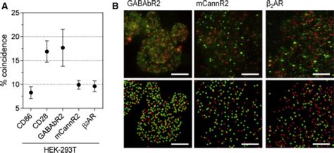 Referenced Colocalization Analysis Differentiates Between Gpcr