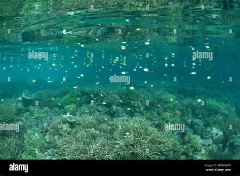 Fragile Reef Building Corals Cover The Shallow Seafloor In Raja Ampat