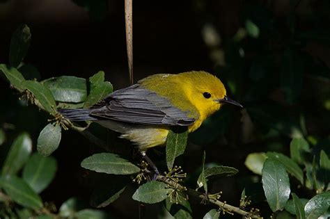 Galveston Com Robert Kirschner Galveston Tx