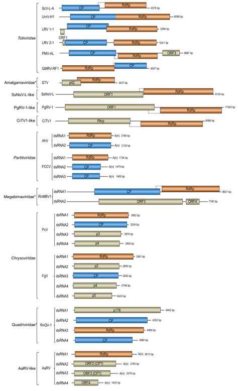 Genomic Organization And Comparison Of Representative Viruses In Download Scientific Diagram