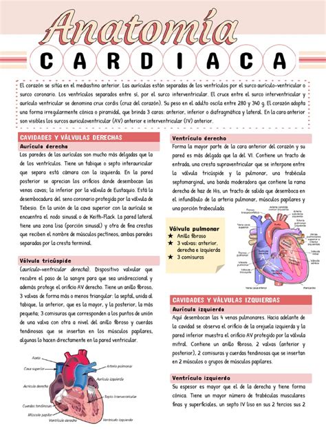Anatomía Cardiaca Pdf Corazón Morfología Biología
