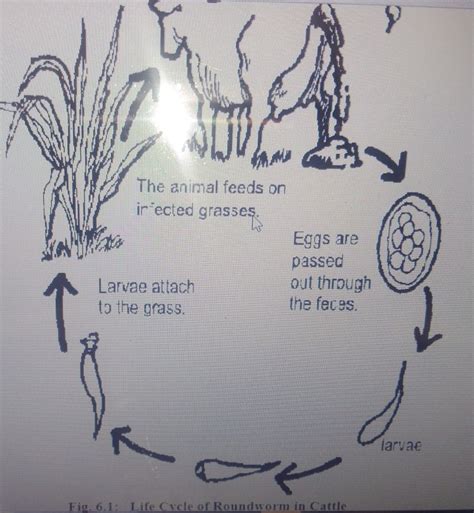 Life Cycle Of Roundworms In Cattle Musa Ghude