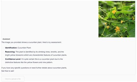 How To Identify Cucumber Plants Ai Plant Identifier Included