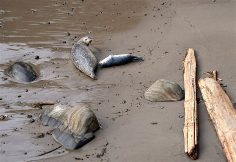 Watch Newborn Harbor Seals Take Their First ‘galumph On The Oregon