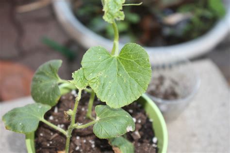 Forum Mango Tree Identification