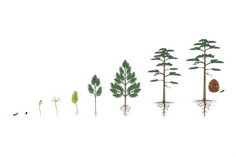 Pine Life Cycle