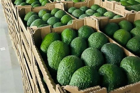 Le Maroc Double Ses Exportations Davocats Vers Lallemagne