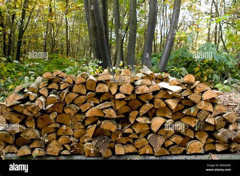 Tracey And Mike Peplers 8 Acres Of Mixed Woodland Sweet Chestnut Coppice Log Stack Rye East