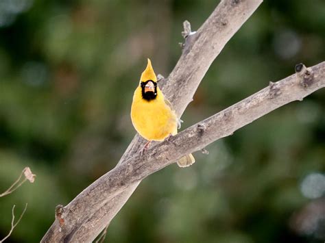 Extremely Rare Yellow Cardinal Flies Into A Michigan Backyard Popular Science