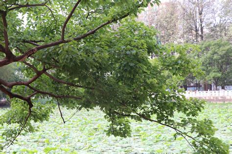 6种中药治疗心血管疾病有奇效，但要在医生指导下使用