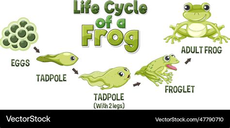Frog Life Cycle Tadpole To Adult Royalty Free Vector Image