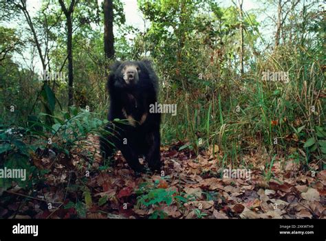 Asiatic Black Bear Stock Photo Alamy