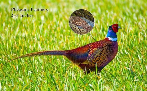 50 Pcs Sapphire Blue Pheasant Feathers 2 3 Inches Plumage