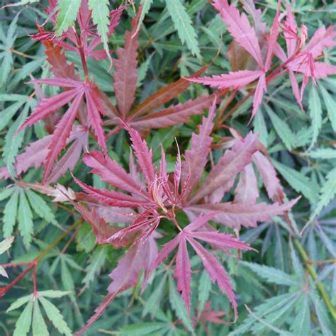 Acer Palmatum Jerre Schwartz Japanese Maple Plant Shrub Extra Large 4ft
