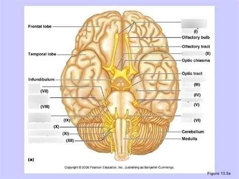 Identify Cranial Nerve I Quizlet Cranial Nerve Anatomy Zeapst