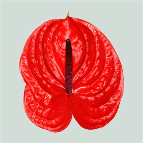 Anthurium Impulz 10 Stems All Occasions Wholesale