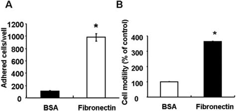 Effects Of Fibronectin On The Adhesion And Motility Of Hce Cells A