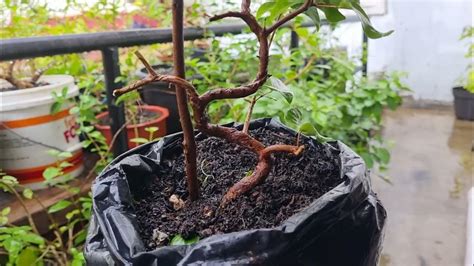 Bahan Bonsai Dewa Ndaru Budidaya Dewandaru Youtube