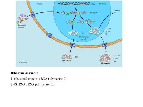 Ppt The Nucleolus Powerpoint Presentation Free Download Id1985782