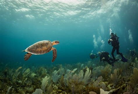 Buceo En Bonaire Explorando Los Mares Tropicales De La Isla