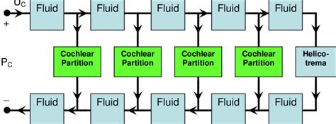 Cochlear Finite Difference Model Download Scientific Diagram