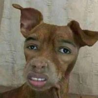 Funny Dog Pfp 2 Cool Pfp
