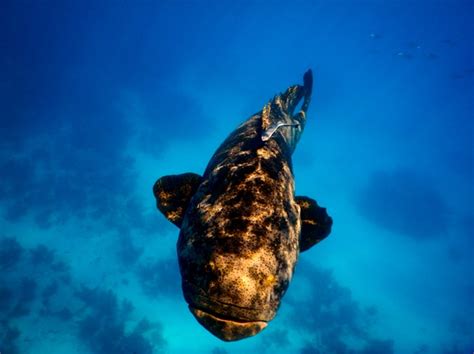 Goliath Grouper Diet