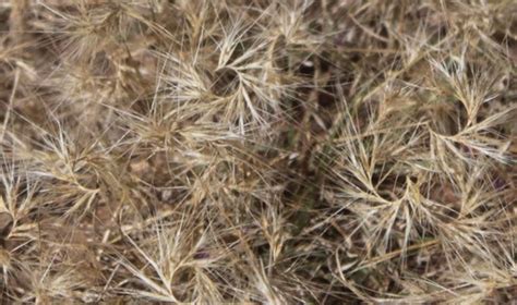 Bouteloua Stolonifera