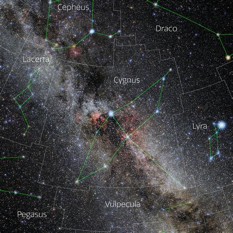 Cygnus
