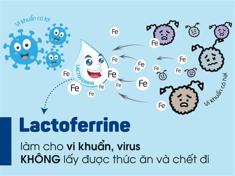 Lactoferrin Và Vai Trò đối Với Hệ Miễn Dịch Trong Cơ Thể