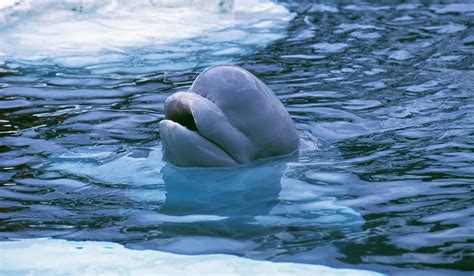 Scientists Stunned After Whales Make Extraordinary Appearance Far