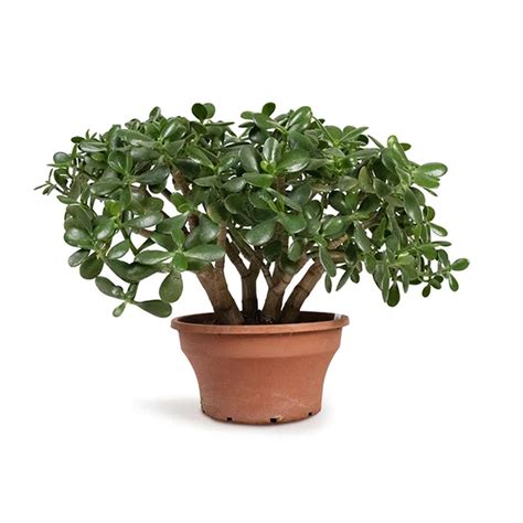 Arborele De Jad Xxl Crassula Magical Tree 65 Cm Verdena Emagro
