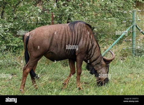 Wildebeest Eats Green Grass Near Fence On The Territory Of The