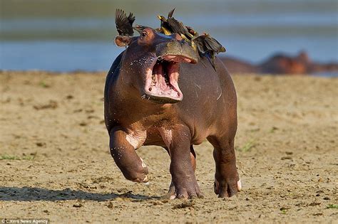 Hilarious Images Capture Animals Pulling Funny Faces Daily Mail Online