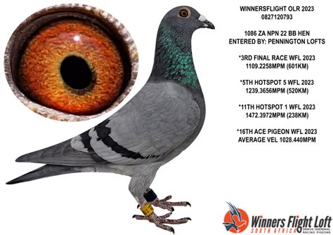 Lot 2 Winnersflight Olr Za 22 Npn 1086 Bb Charlie 86” Pennington