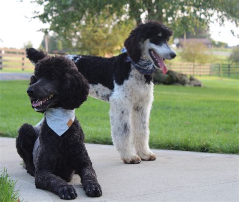 Phoebe — Poodle Doodle Blvd