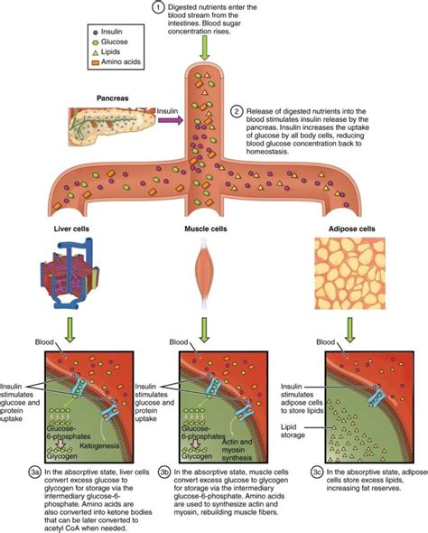 Human Anatomy Diagrams