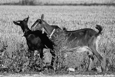 Dsc 0202 Cabras Cesar Erustes Flickr