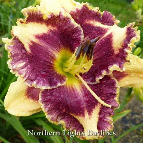 Daylily Hemerocallis Arrowhead Princess In The Daylilies Database