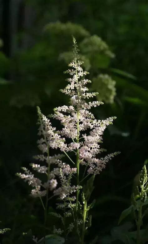 北方花園的陰生花境如何打造？ 每日頭條