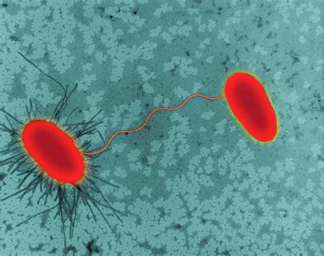 Bacterial Conjugation Microscope