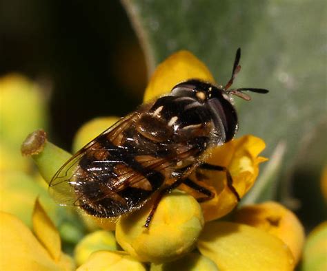 Arizona Syrphid 1 Copestylum Marginatum Bugguidenet